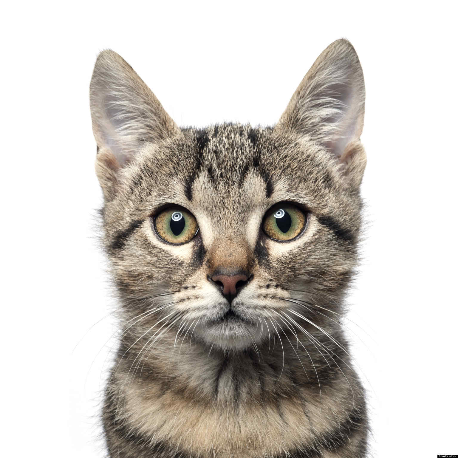 Cat Image Best Cat Photo 1536x1536 2107
